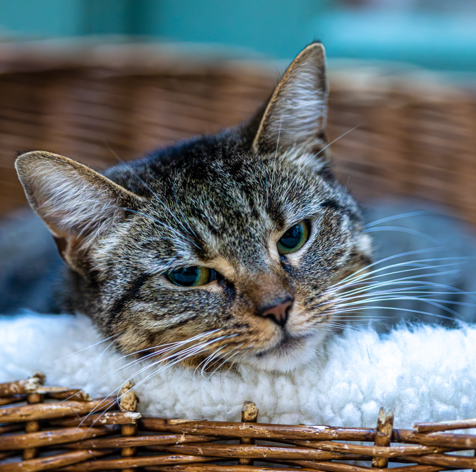 Pet Legacy Program | PAWS Atlanta