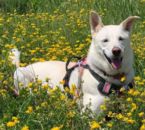 Daisy's Story